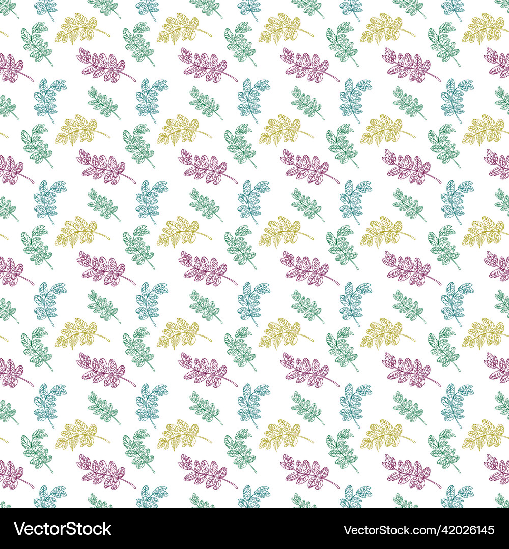 Sprig of acacia Royalty Free Vector Image - VectorStock
