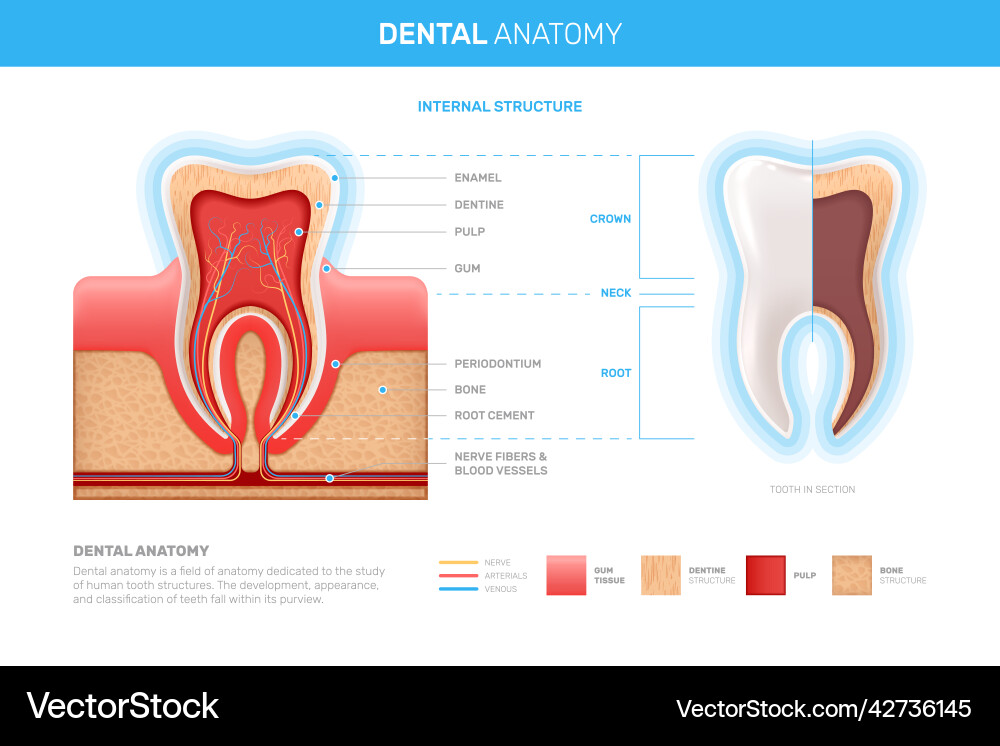 Tooth anatomy realistic infographics Royalty Free Vector