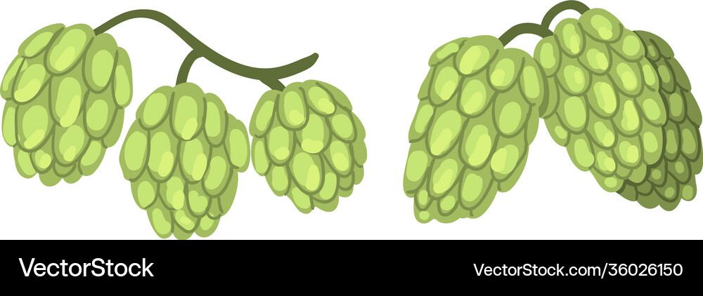Hop cone plants collection humulus lupulus Vector Image