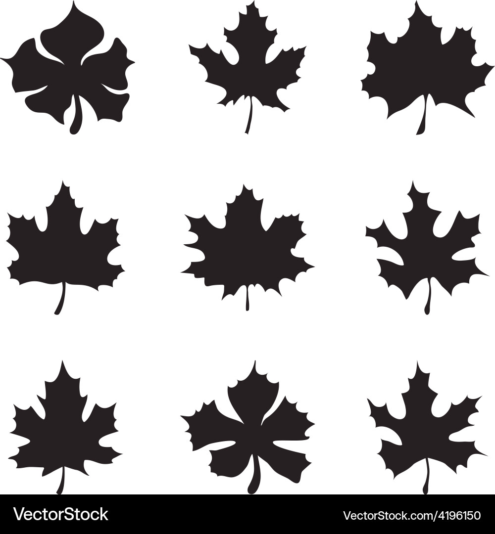 Set of nine maple-leaf silhouette Royalty Free Vector Image