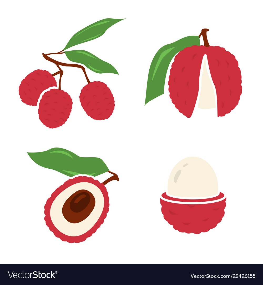 Lychee - tropical fruit Royalty Free Vector Image