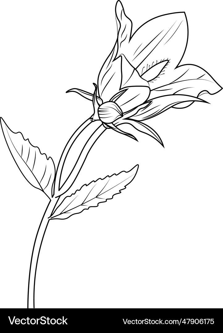 Pencil bluebell drawing simple bellflower Vector Image