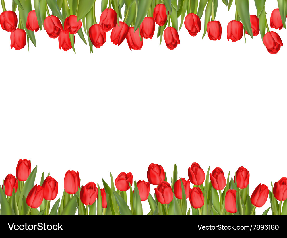 Isolated tulip frame arrangement EPS 10 Royalty Free Vector