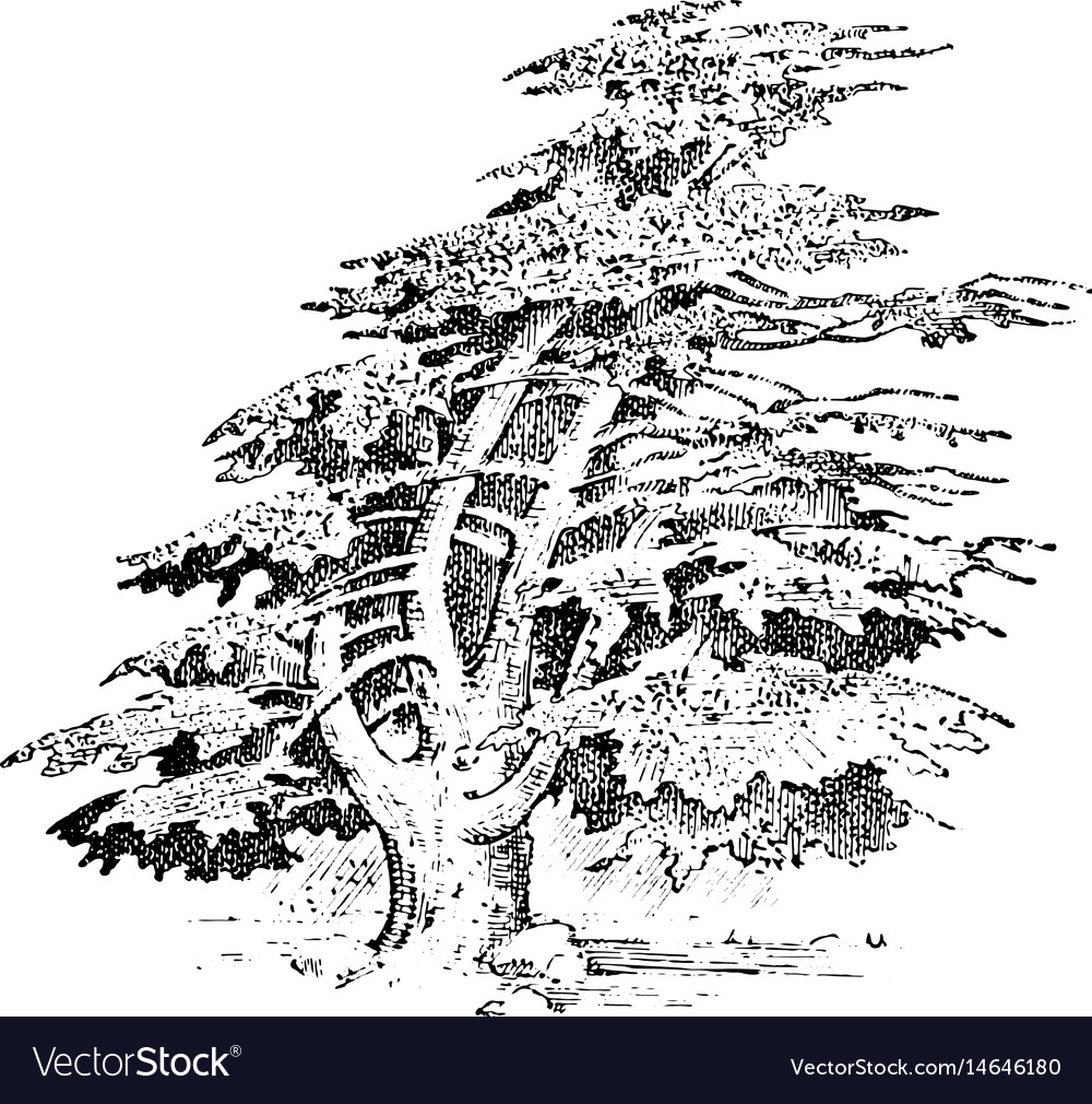 Set of hand drawn trees italian cypress and stone Vector Image