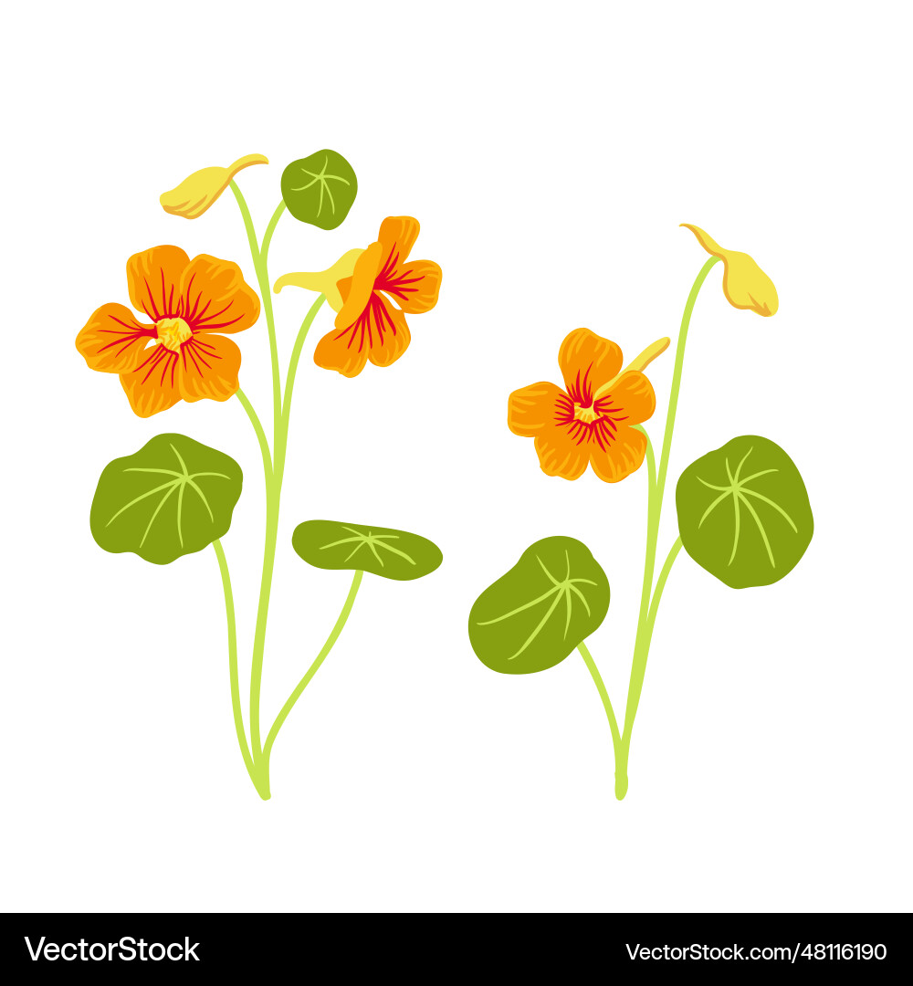 Drawing garden flowers nasturtium Royalty Free Vector Image