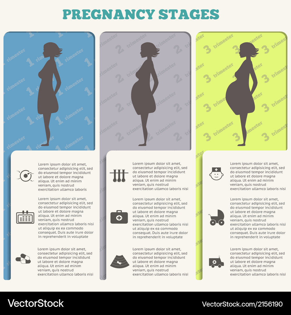 Pregnancy and birth infographics stages Royalty Free Vector