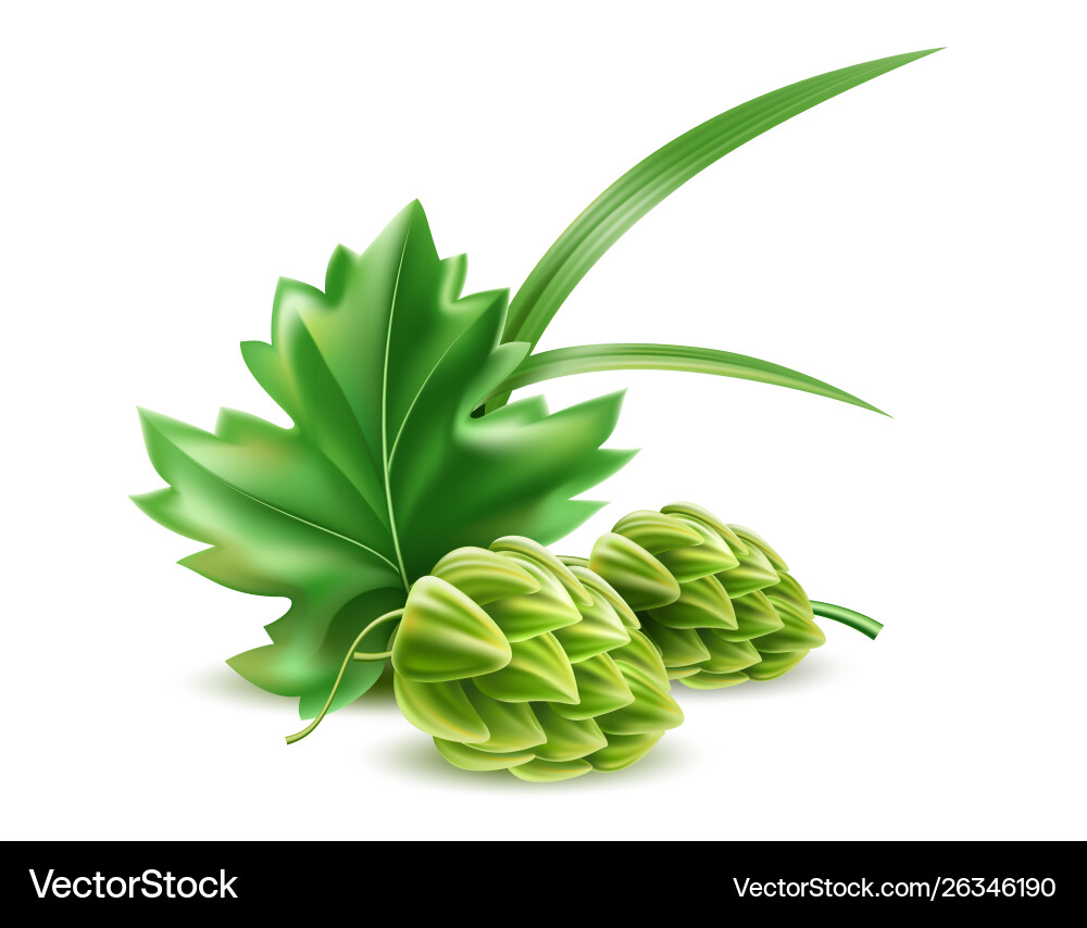Realistic hop cone with green leaves Royalty Free Vector