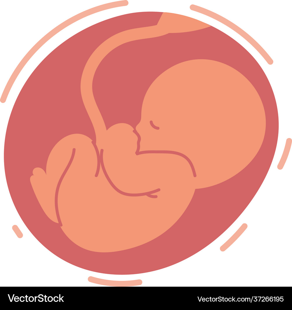 Baby in womb Royalty Free Vector Image - VectorStock