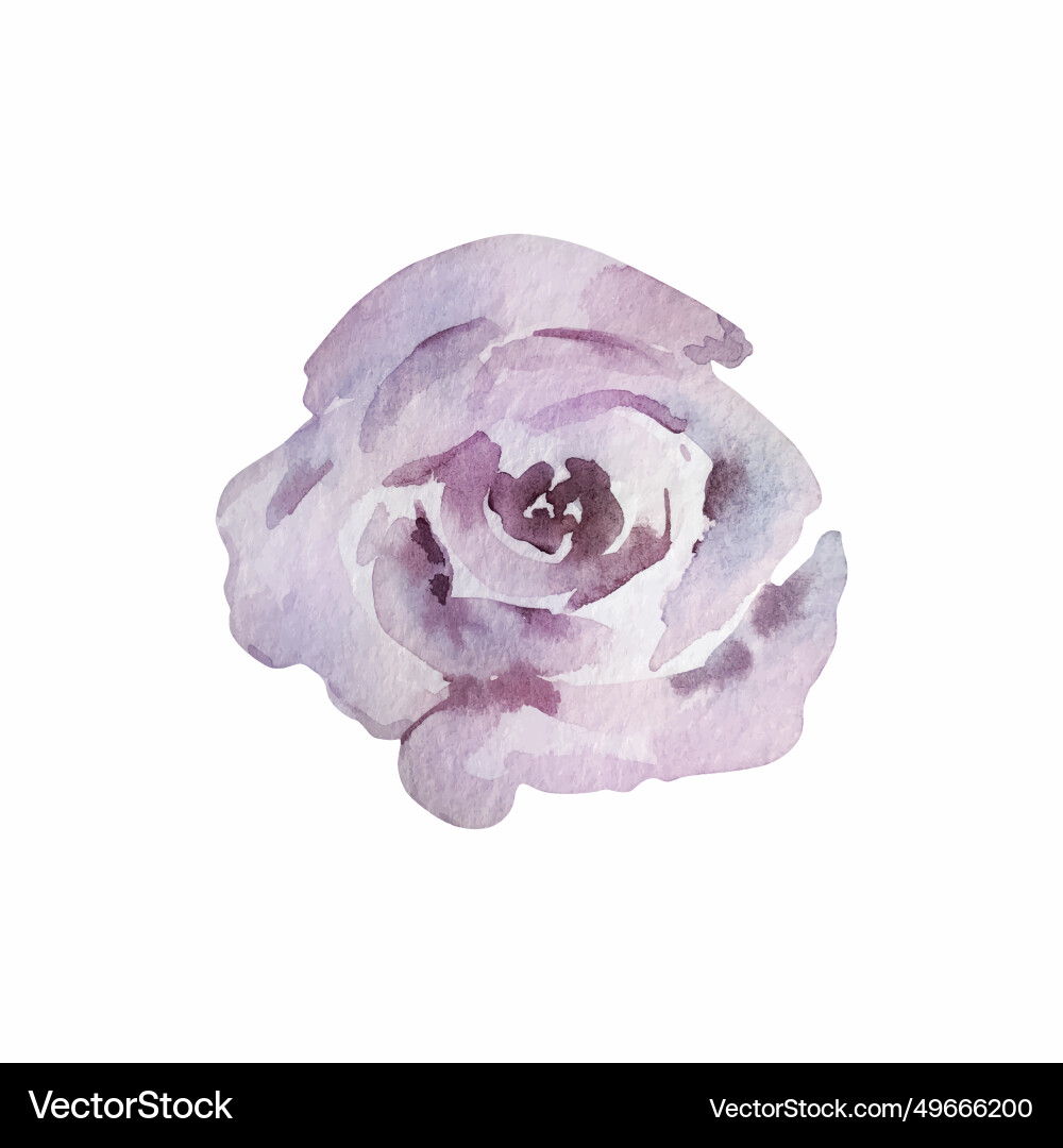 Light purple watercolor flower Royalty Free Vector Image