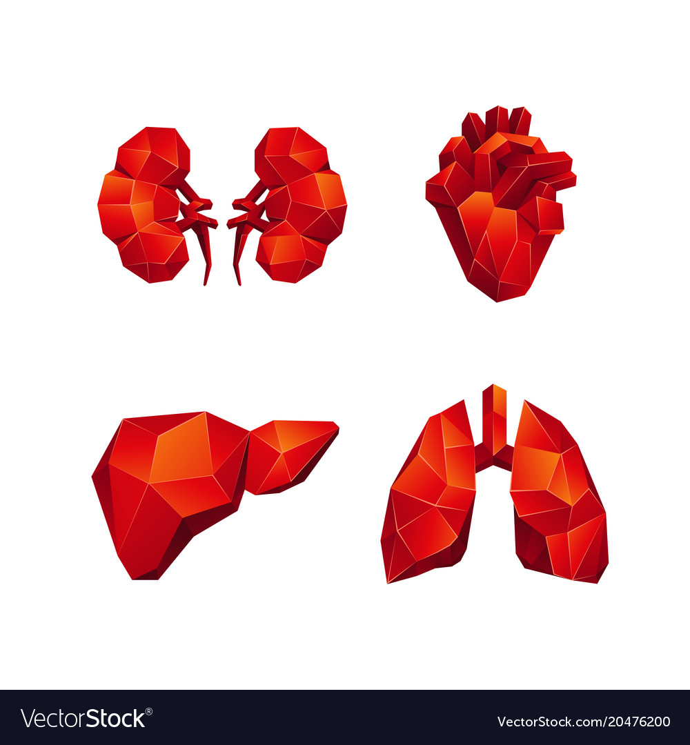 Red low poly human internal organs set Royalty Free Vector Red low poly human internal organs set Royalty Free Vector