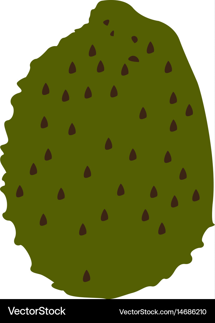 Isolated soursop fruit Royalty Free Vector Image