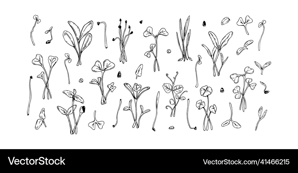 Set of hand drawn micro greens including Vector Image