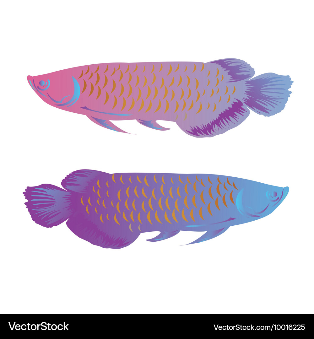 Arowana fish isolated colorful Royalty Free Vector Image