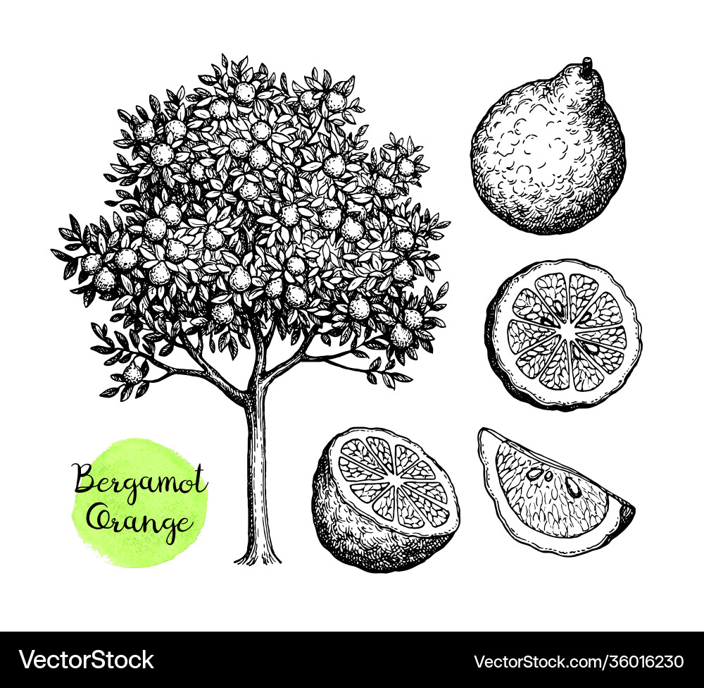 Ink sketch bergamot orange Royalty Free Vector Image