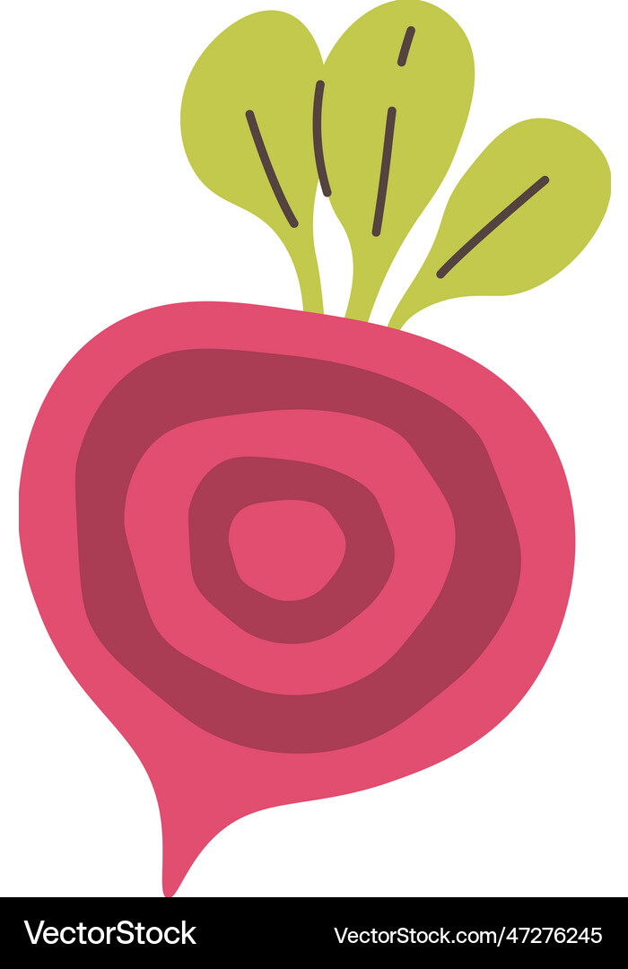 Beetroot vegetable slice Royalty Free Vector Image