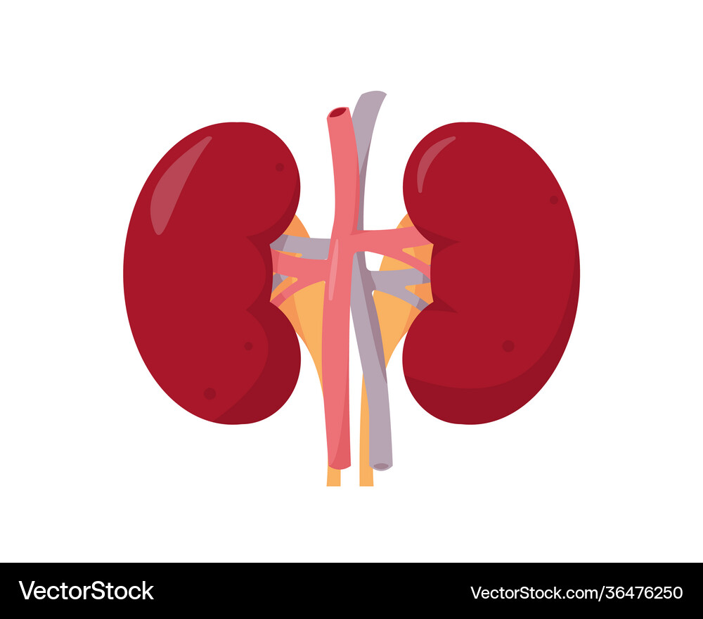 Human kidneys anatomy on white background Vector Image
