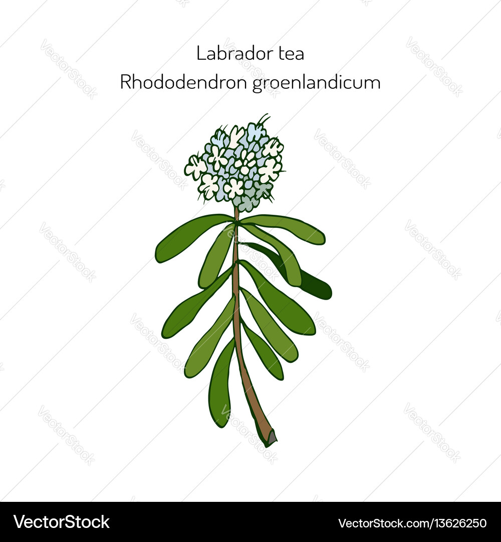 Labrador tea medicinal plant Royalty Free Vector Image