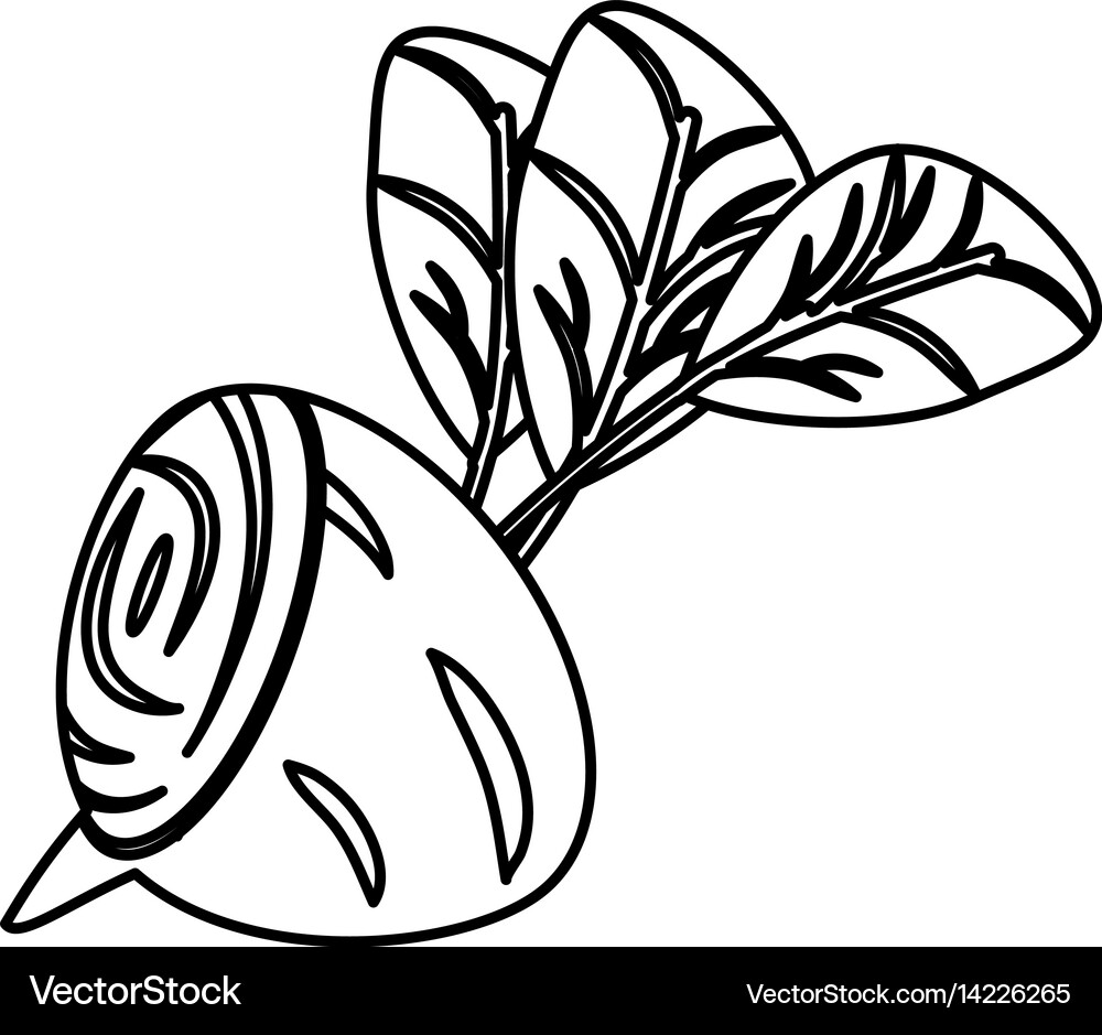 Beet cut food healthy image outline Royalty Free Vector
