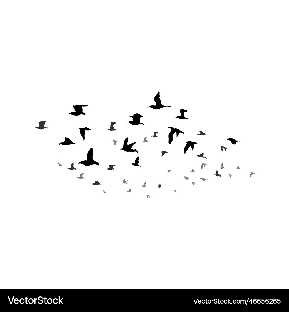 Flock of birds Royalty Free Vector Image - VectorStock