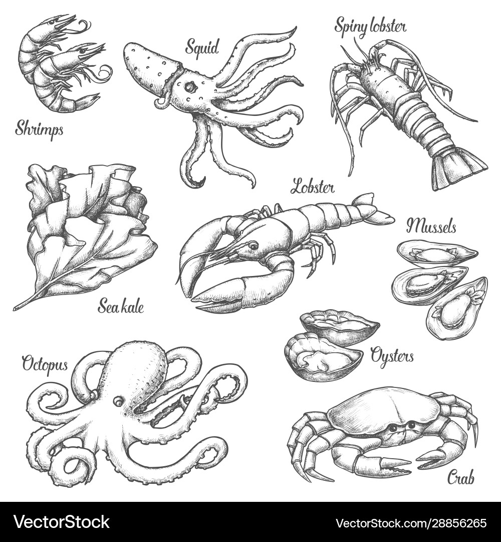 Set isolated underwater seafood sketches Vector Image