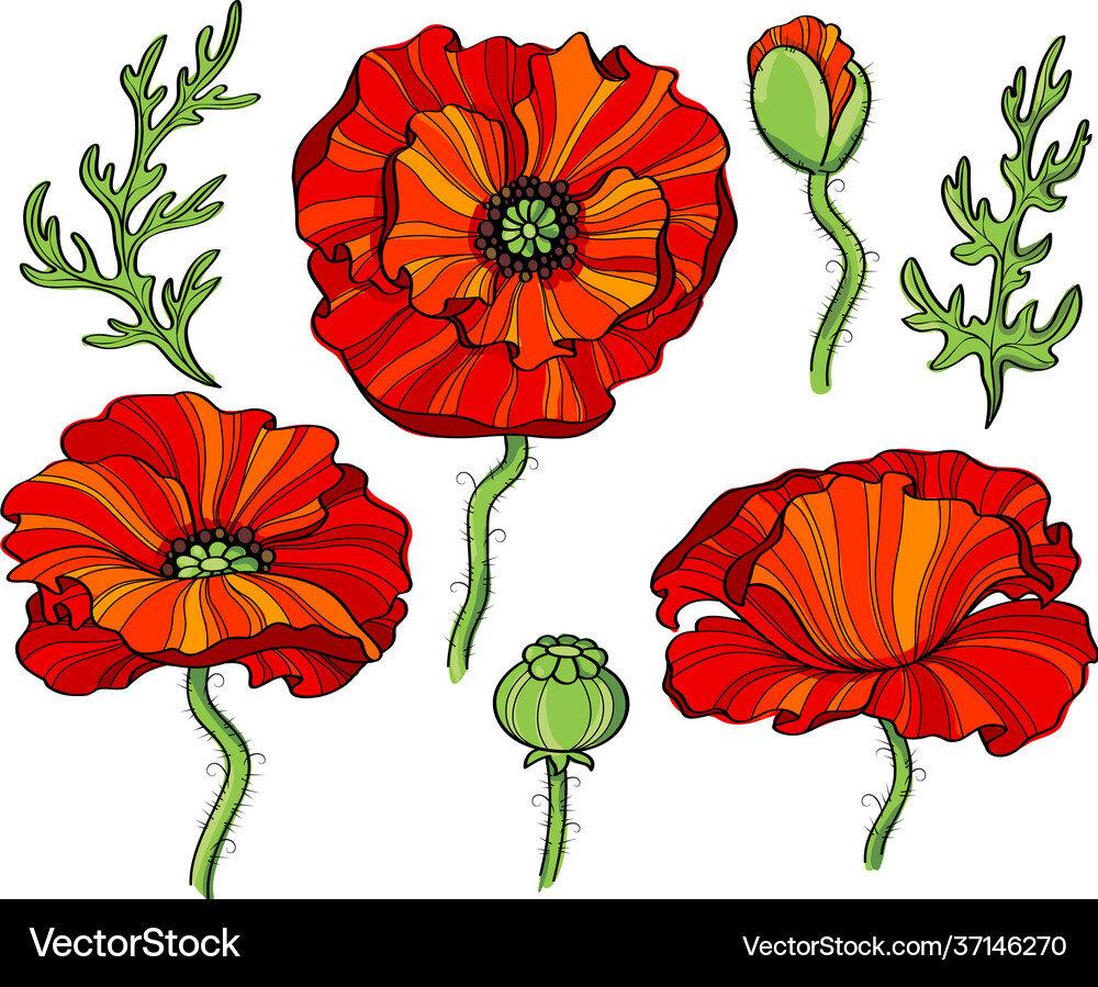 Red poppy flowers Royalty Free Vector Image - VectorStock