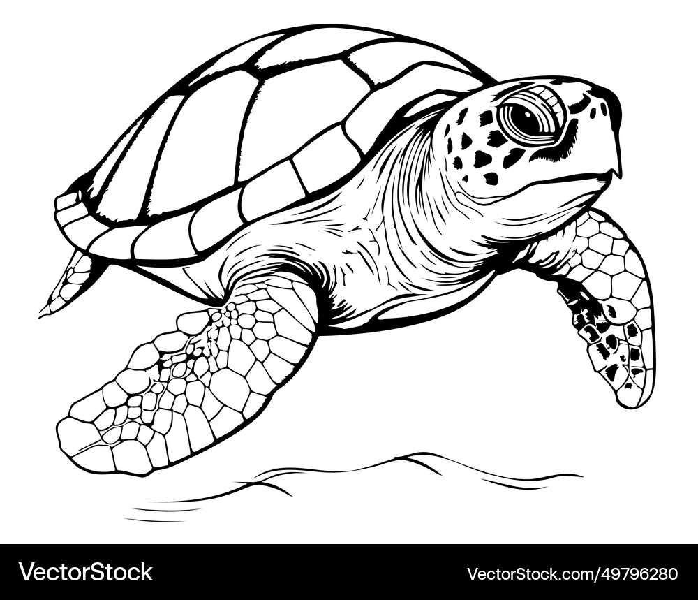 Sea turtle hand drawn engraving style sketch Vector Image