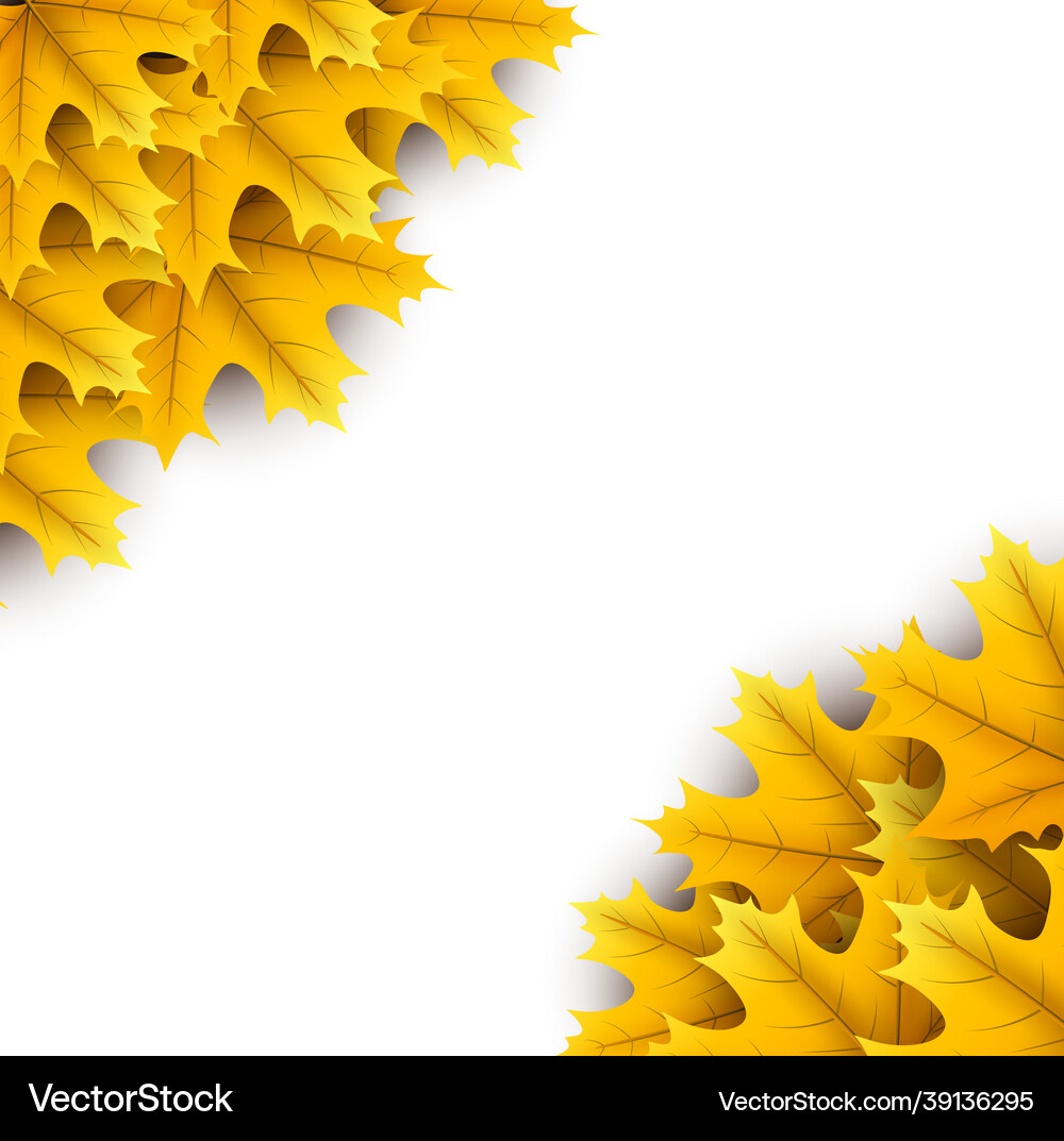 Autumn background with yellow maple leaves Vector Image
