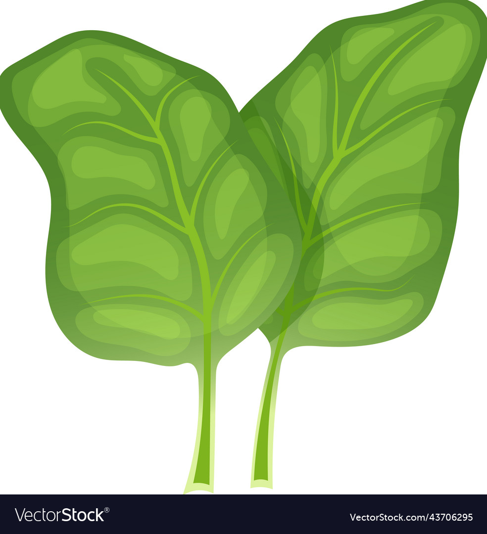 Spinach leaf green cartoon Royalty Free Vector Image Spinach leaf green cartoon Royalty Free Vector Image