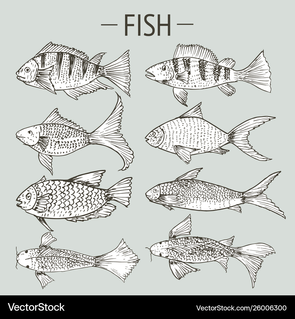 Hand Drawn Fish Food Collection Royalty Free Vector Image