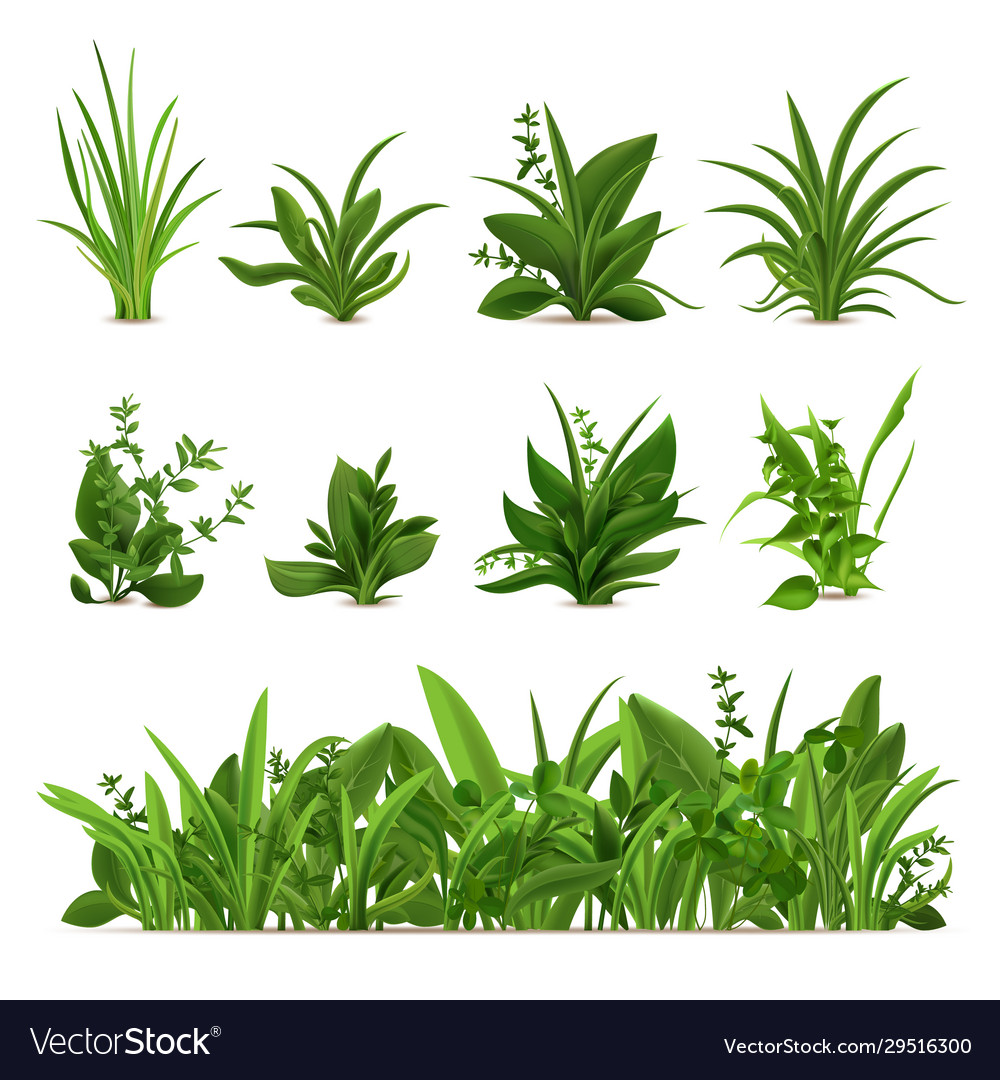 Realistic Grass Bushes Green Fresh Plants Garden Vector Image