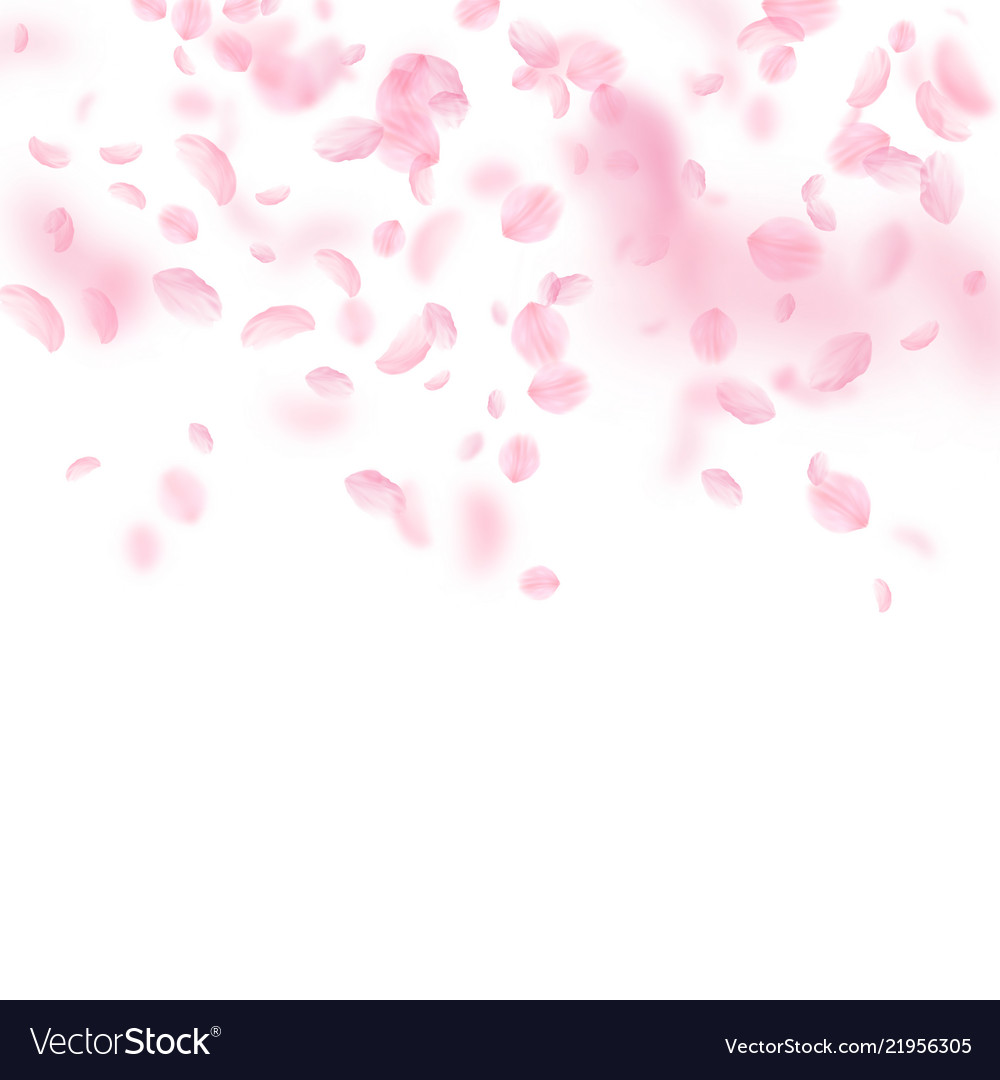 Sakura petals falling down Royalty Free Vector Image