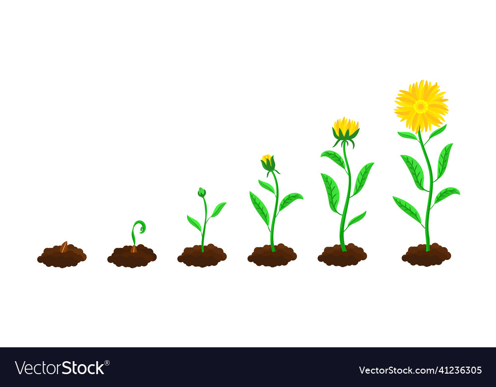 Stages of flower sowing and growing Royalty Free Vector