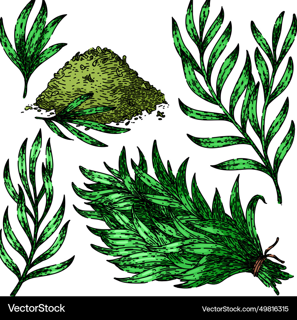 Tarragon set sketch hand drawn Royalty Free Vector Image