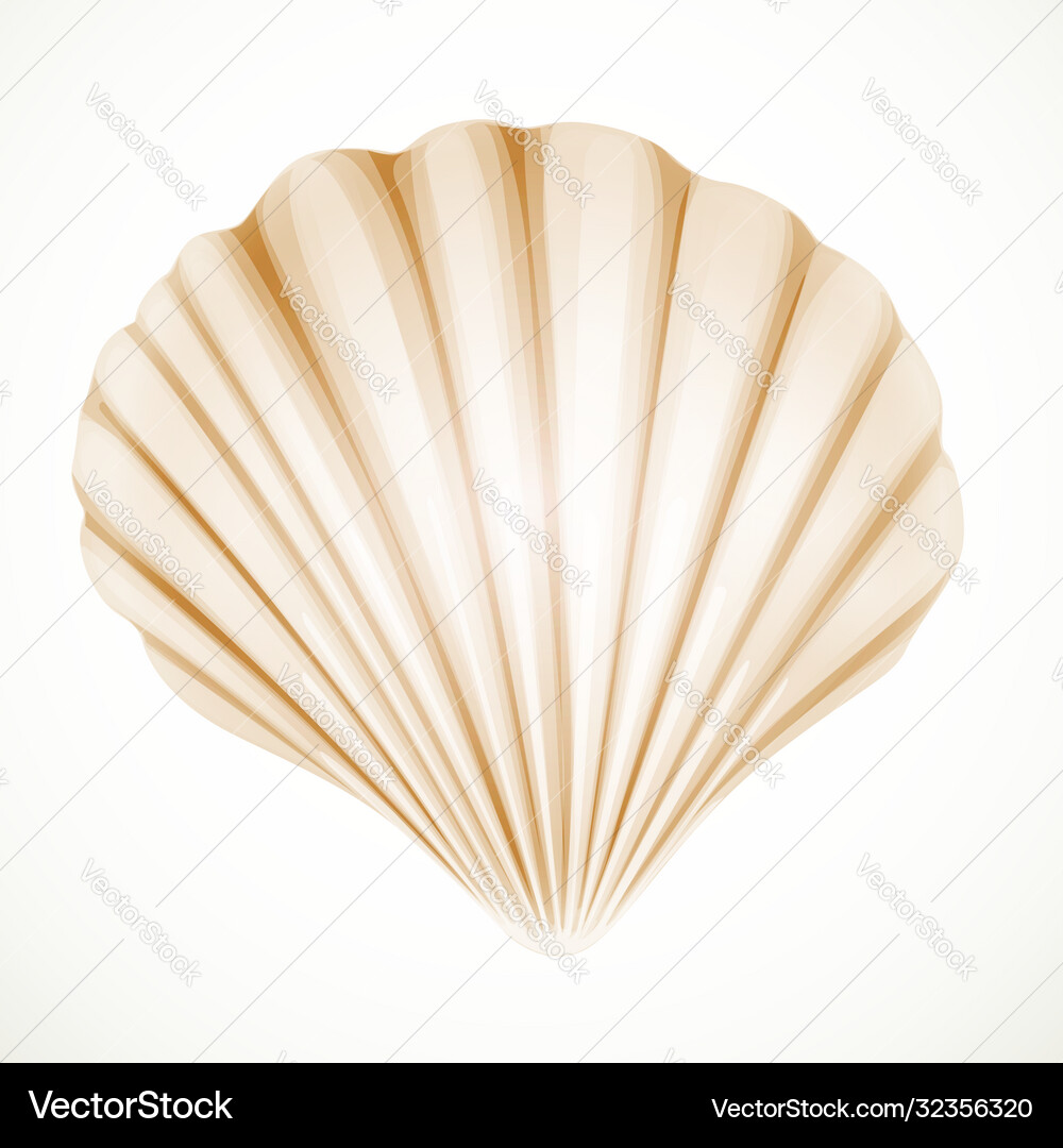 Realistic beige gabled seashell isolated on white Vector Image