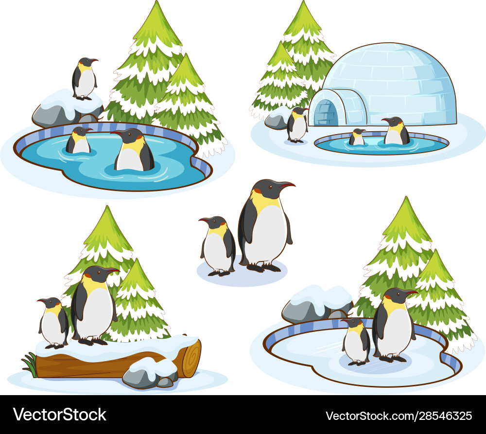 Penguins in snow winter Royalty Free Vector Image
