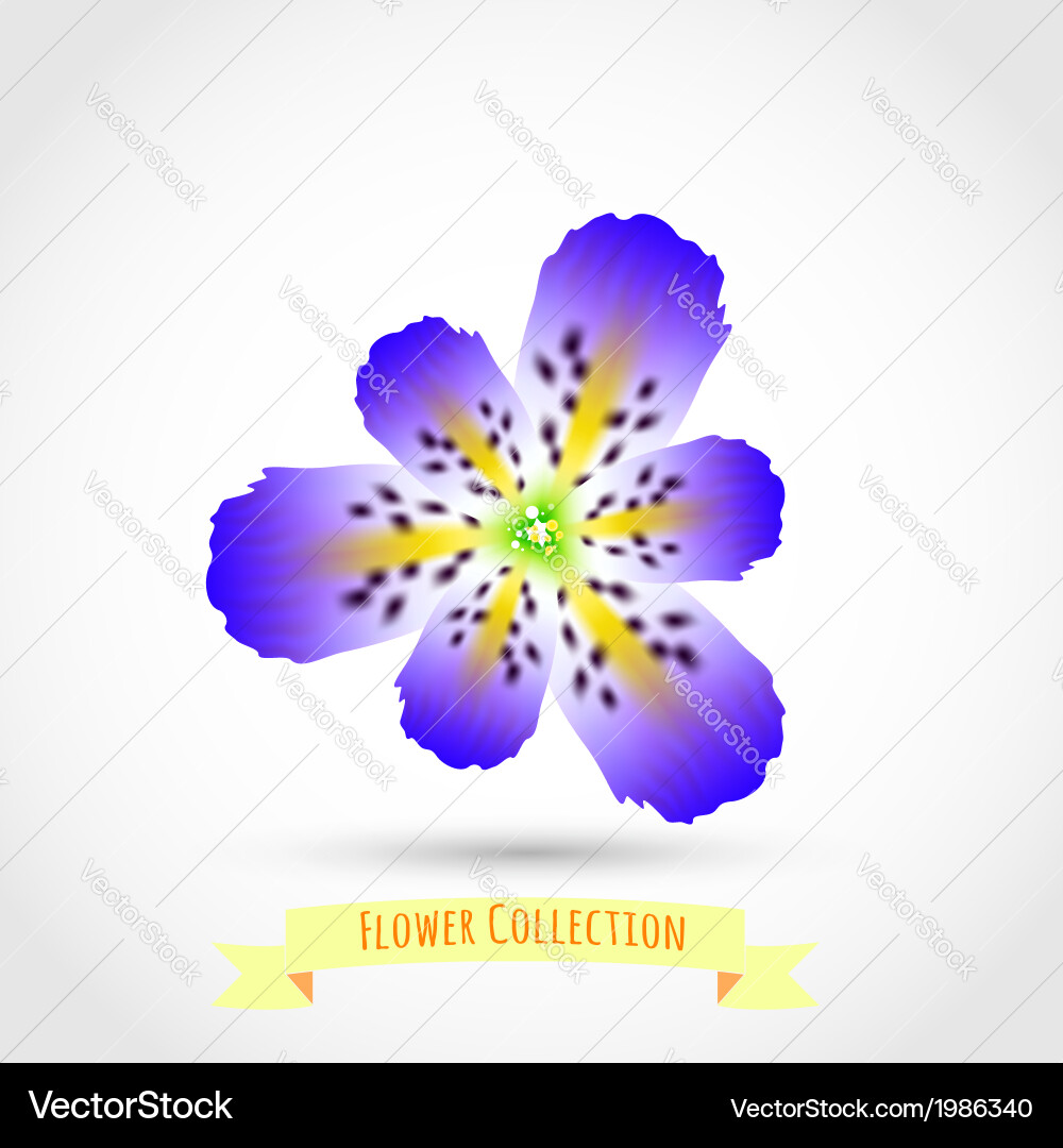 Colorful spring flower isolated on white Vector Image