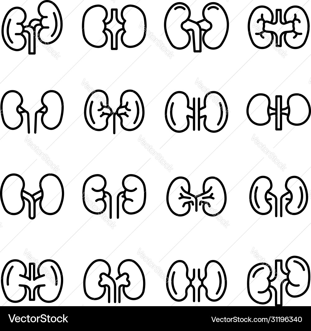 Kidney icons set outline style Royalty Free Vector Image