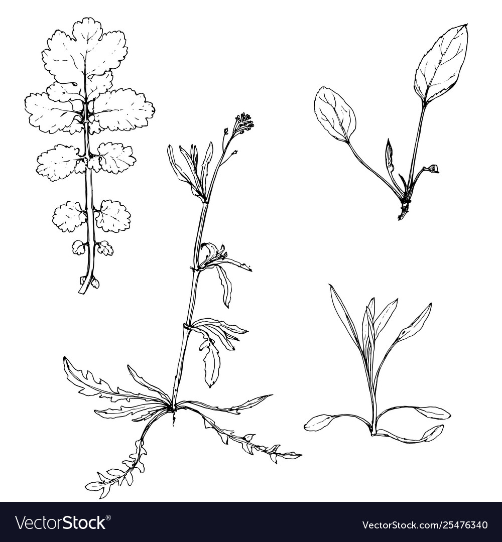 Scetch plants Royalty Free Vector Image - VectorStock
