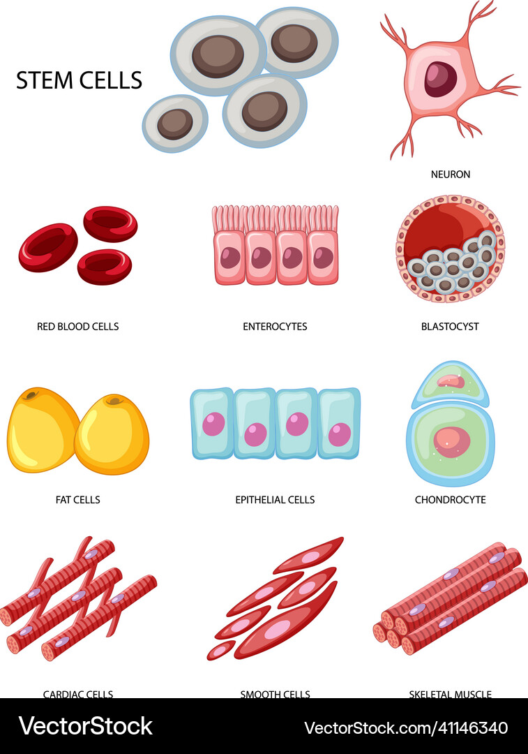 Types of stem cells on white background Royalty Free Vector