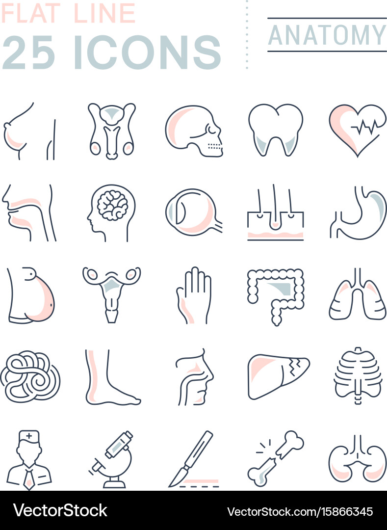 Set flat line icons anatomy Royalty Free Vector Image
