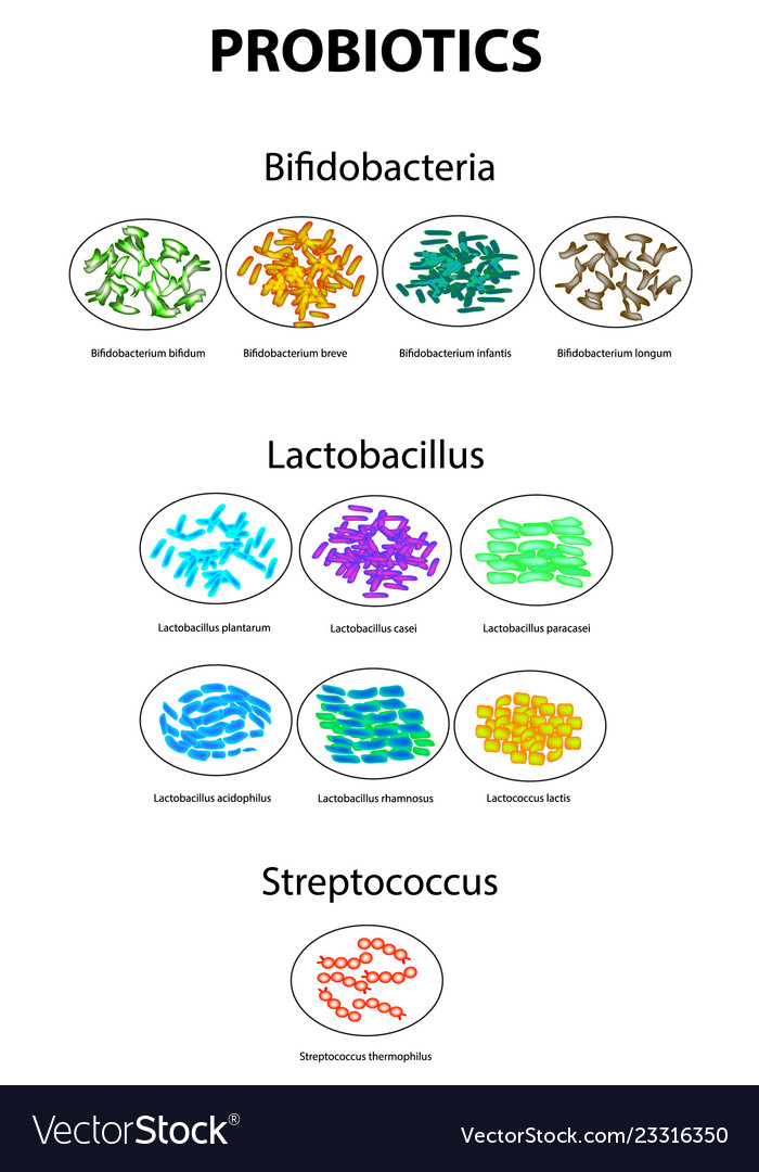 Types of bifidobacteria bifidumbacterium types Vector Image Types of bifidobacteria bifidumbacterium types Vector Image