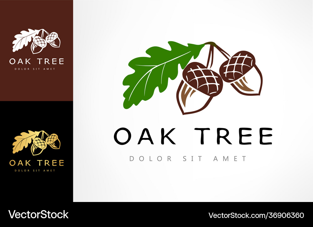 Oak Tree & Acorn Logo Royalty Free Vector Image