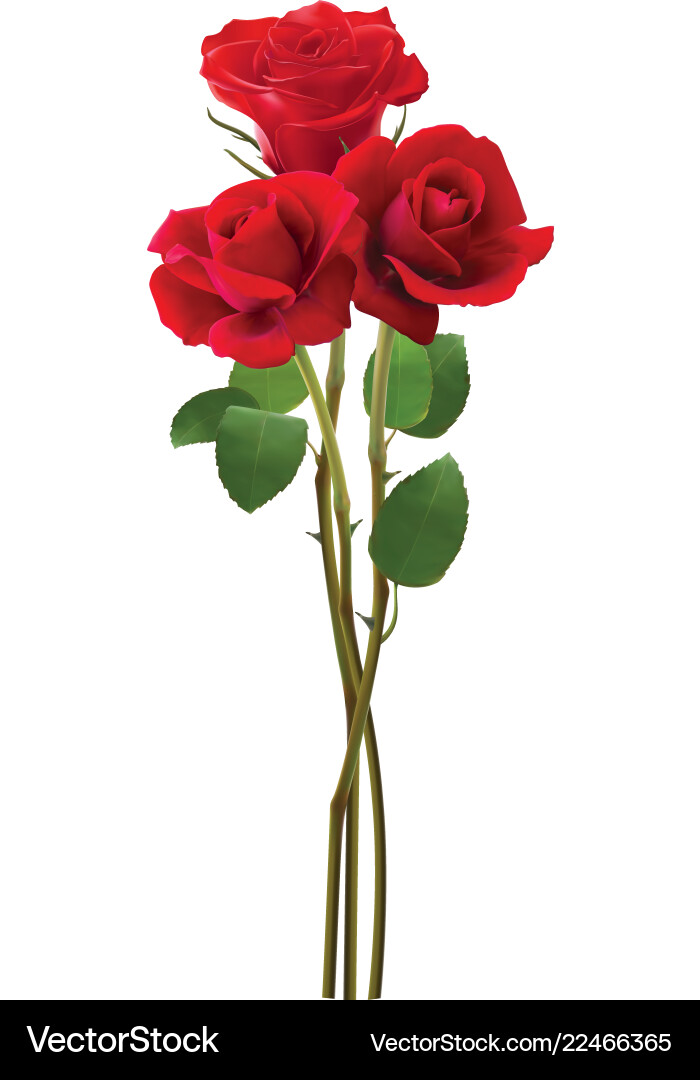 Bouquet roses isolated on white realistic 3d Vector Image