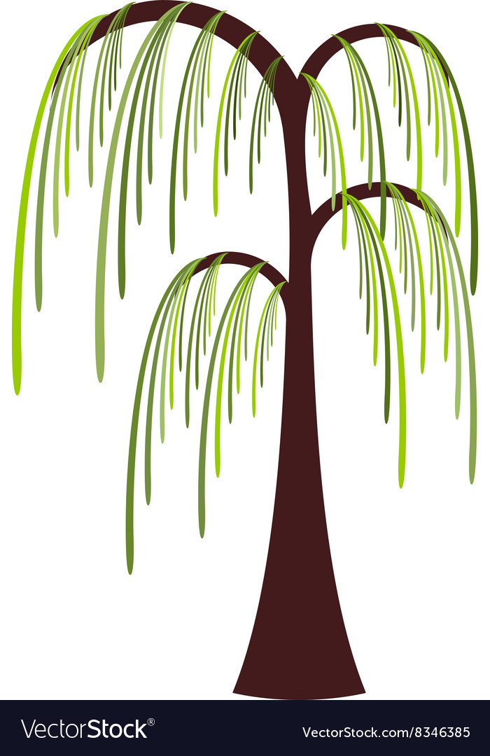 Willow Royalty Free Vector Image - VectorStock