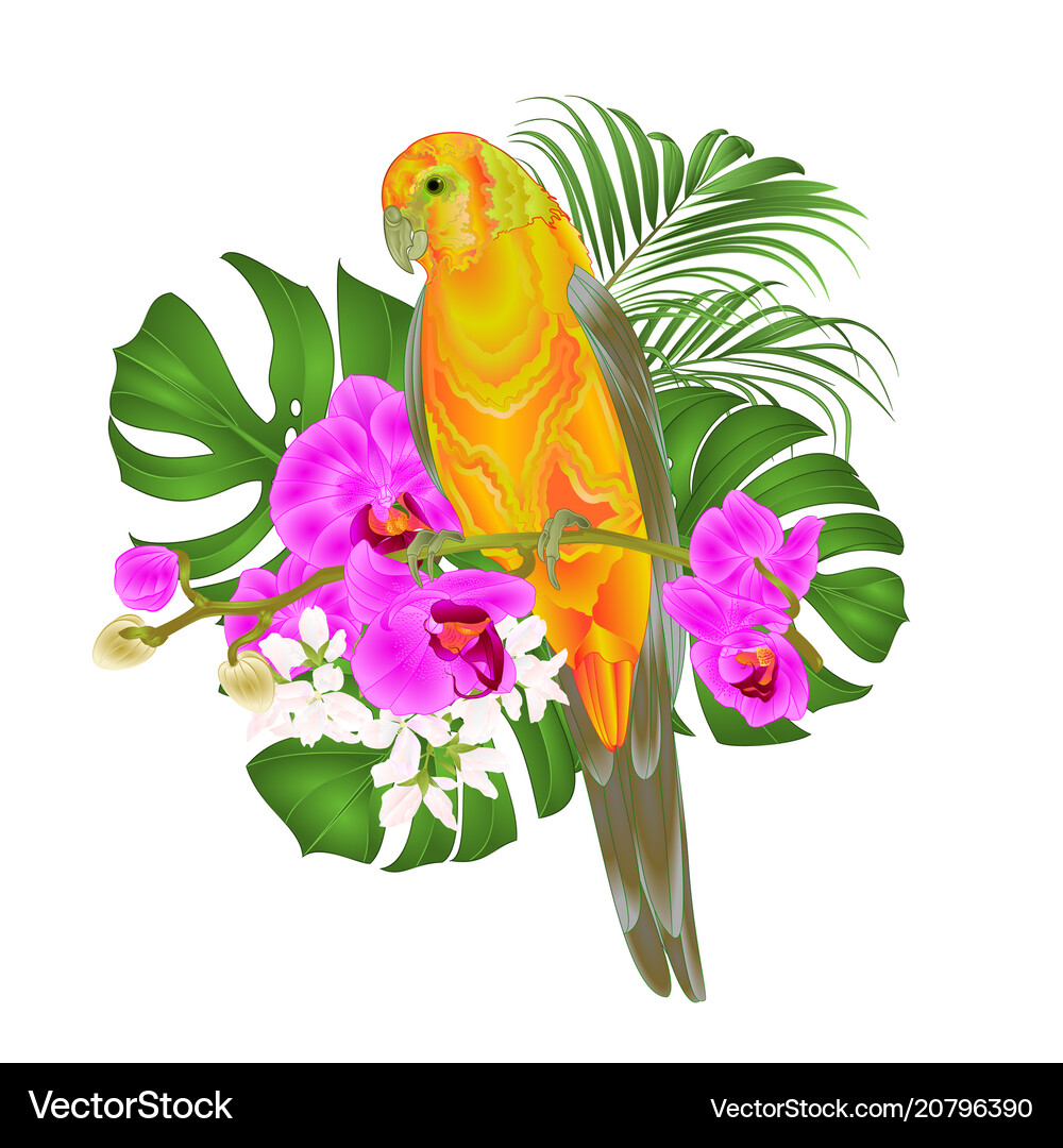 Sun conure parrot tropical bird standing Vector Image