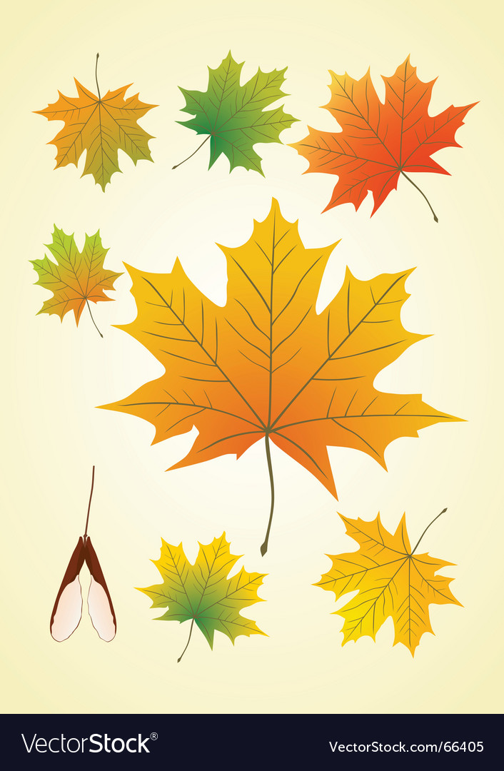 Autumn maple leaves Royalty Free Vector Image - VectorStock