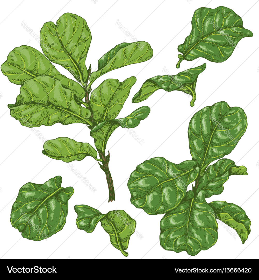 Ficus branches and leaves sketch Royalty Free Vector Image