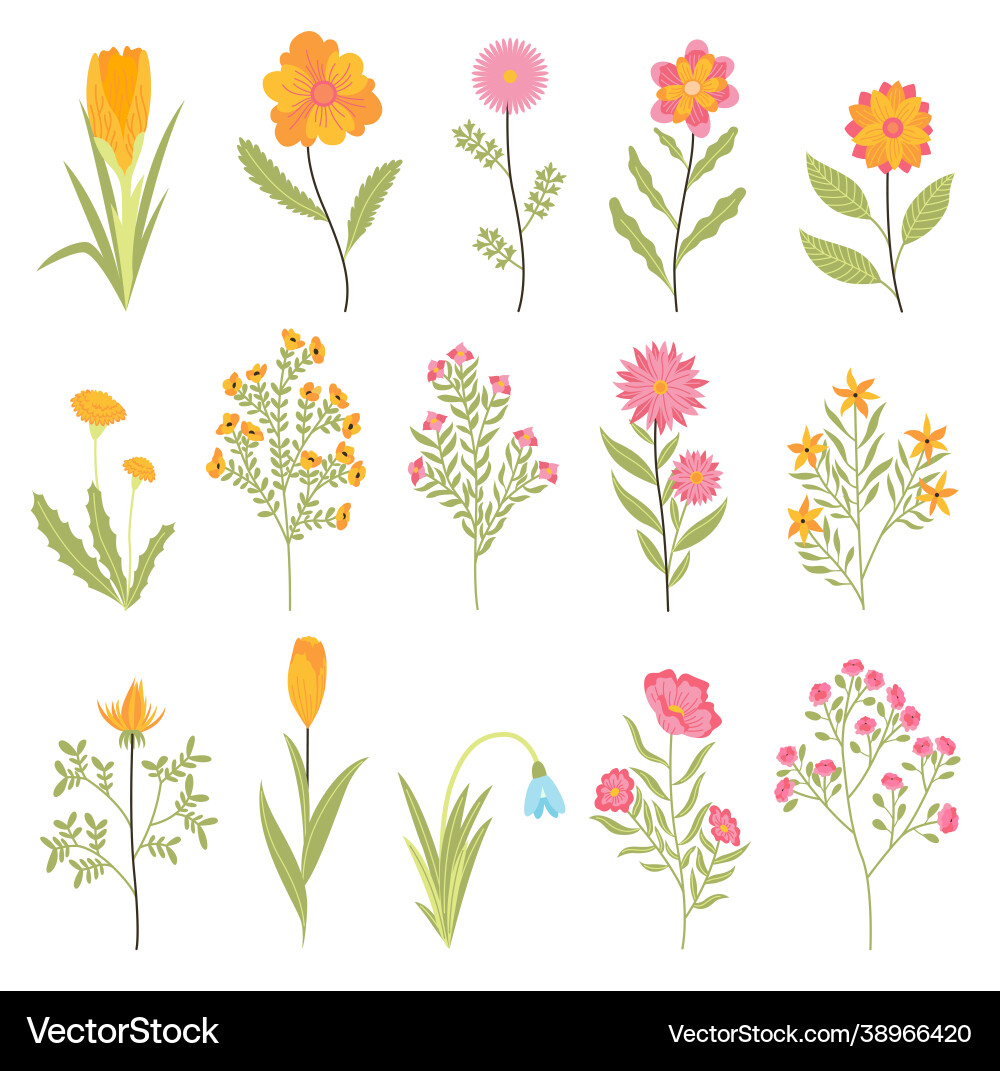 Spring flowers botanical floral design set Vector Image