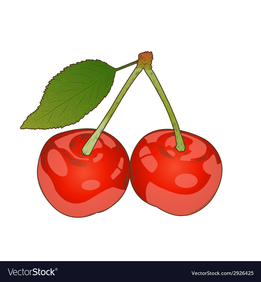 Cherry Royalty Free Vector Image - VectorStock