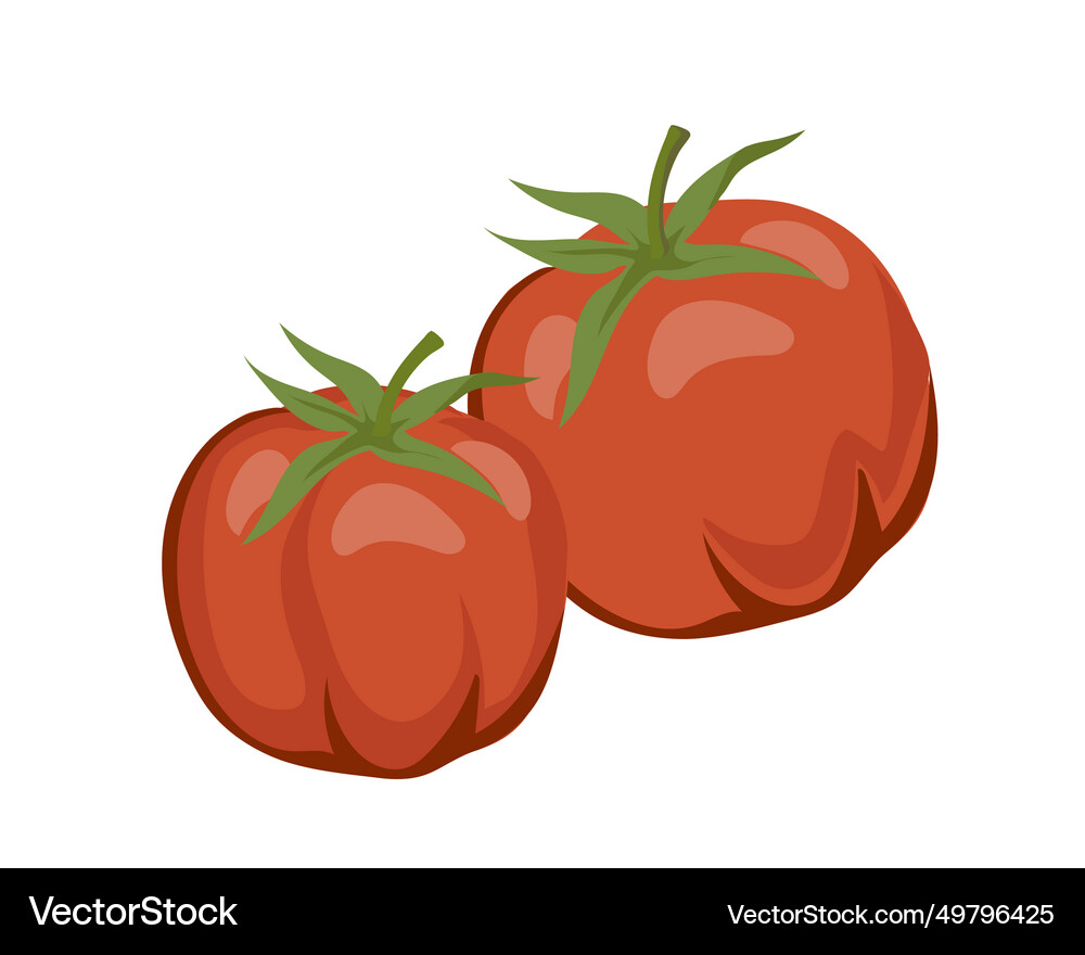 Fresh tomatoes for ketchup or vegetable packs Vector Image
